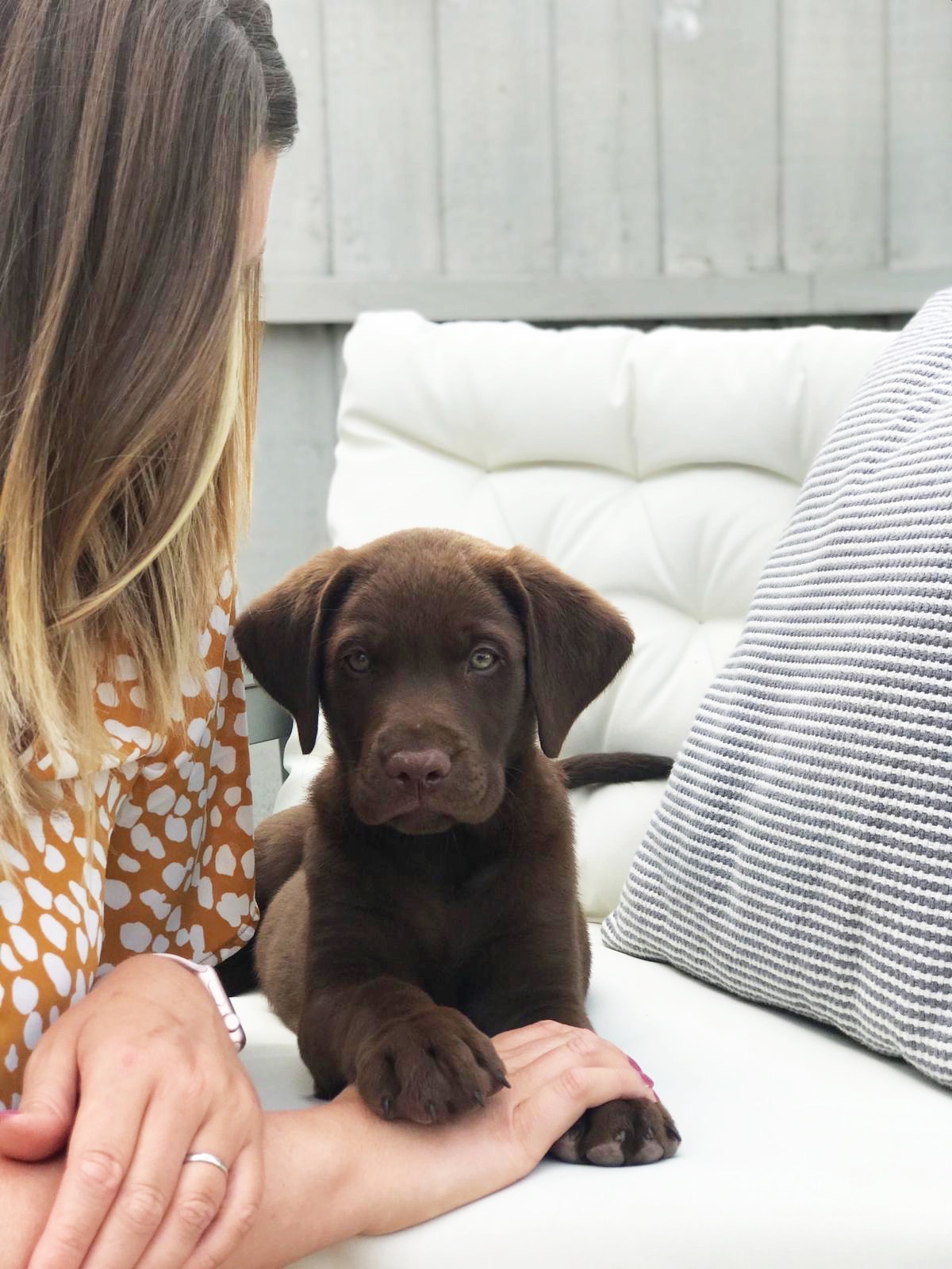 Say hello to Bobby - Our Labrador Retriever Puppy - The KA Edit